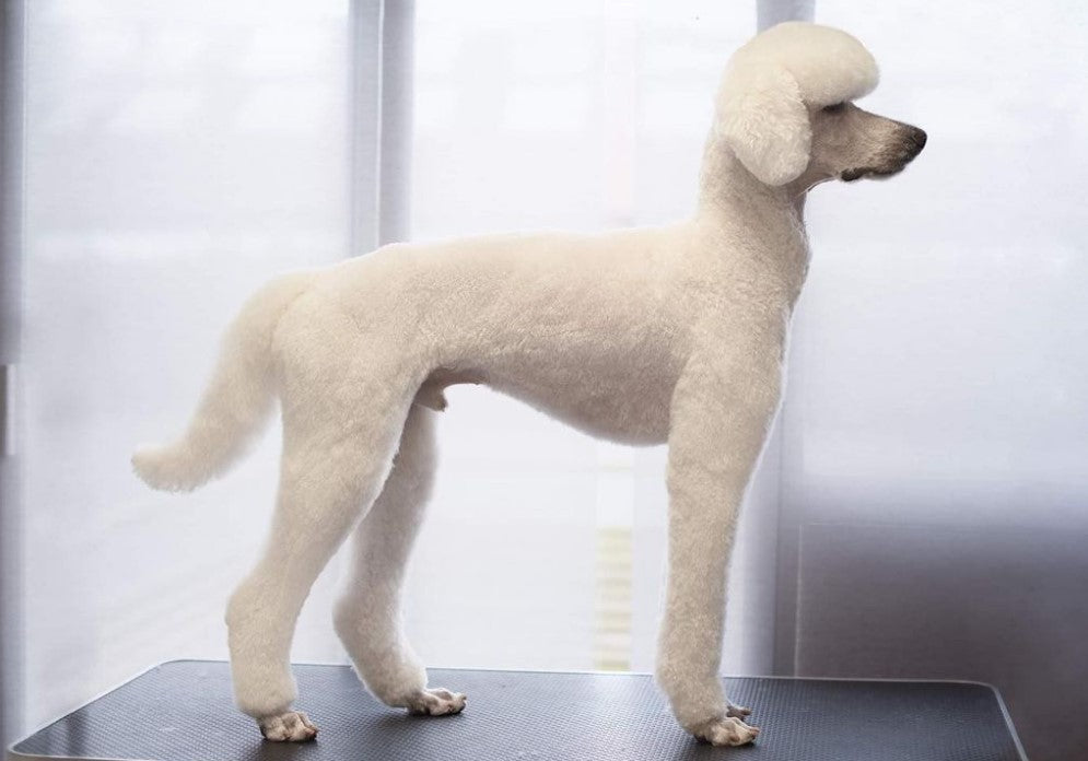 PUDEL - KLIPPNING AV NOS, TASSAR, SVANSROT & KLOR | Endast 429 kr ...