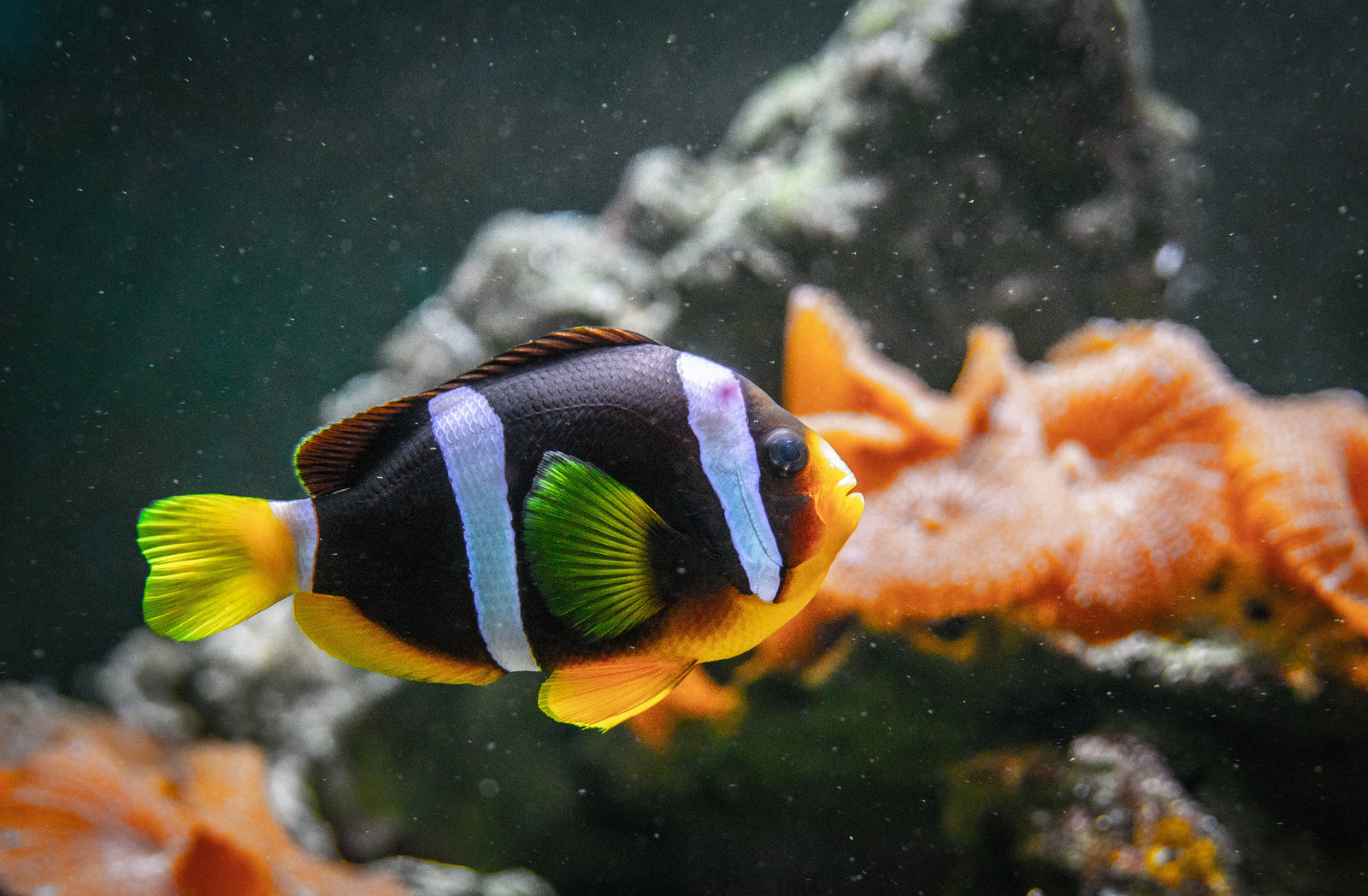 Köp akvariefisk, fiskfoder & akvarietillbehör - Zoogiganten